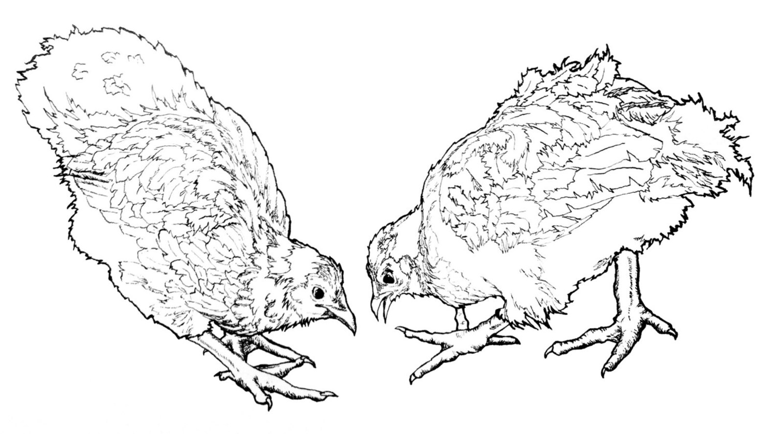 DIGITAL DOWNLOAD Chicken Coloring Pages, Adult Coloring Pages Chicken ...