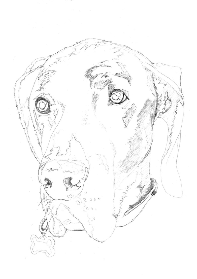 Pet Portrait Drawing, Pet Memorial Graphite Illustration, Custom Pet ...