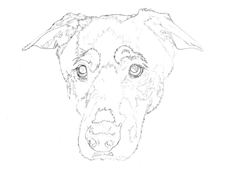 Pet Portrait Drawing Pet Memorial Graphite Illustration | Etsy