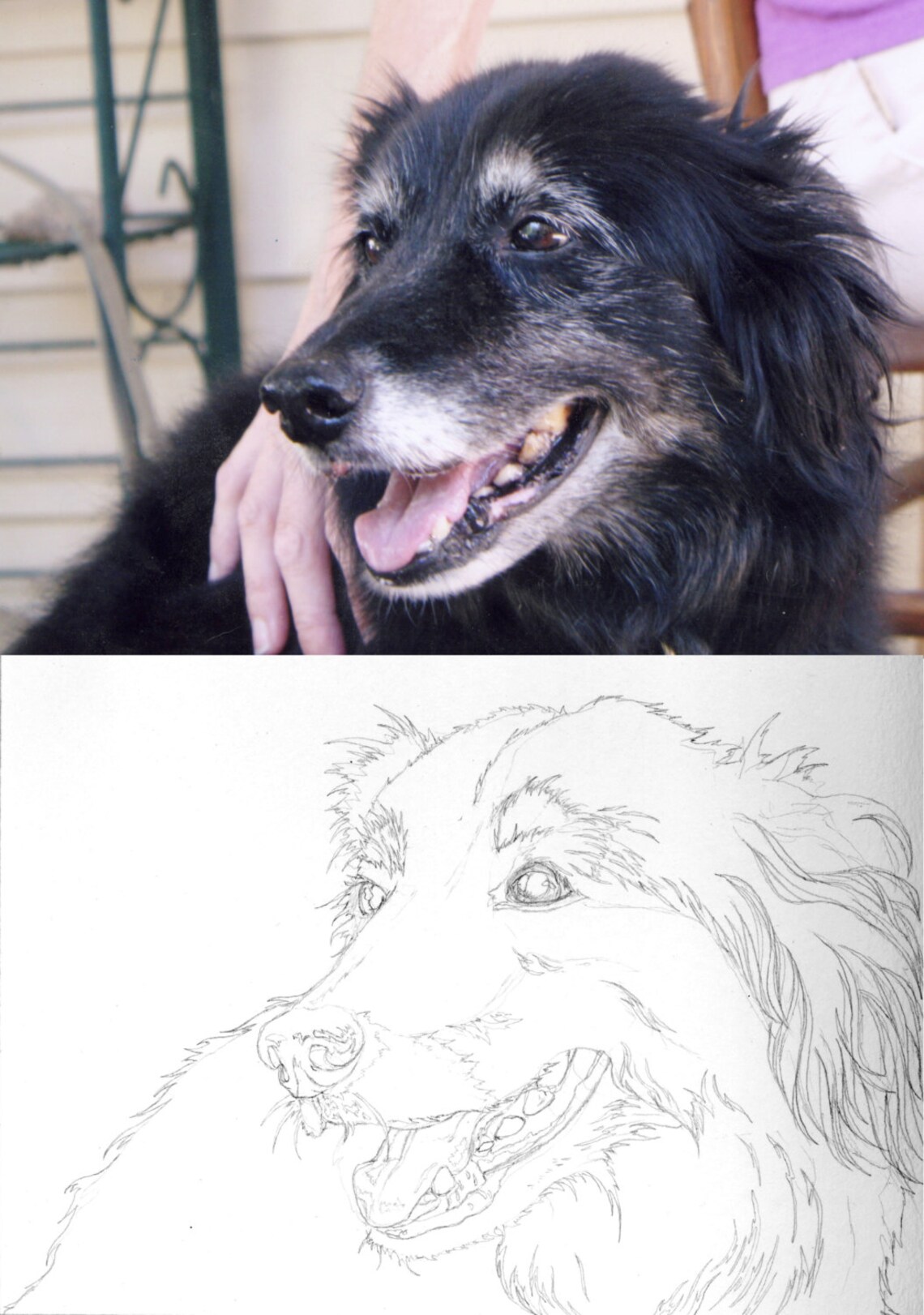 Pet Portrait Drawing, Pet Memorial Graphite Illustration, Custom Pet ...