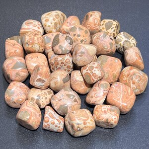 Leopardite leopard Skin Jasper Tumbled 1 LB One Pound Bulk Wholesale ...