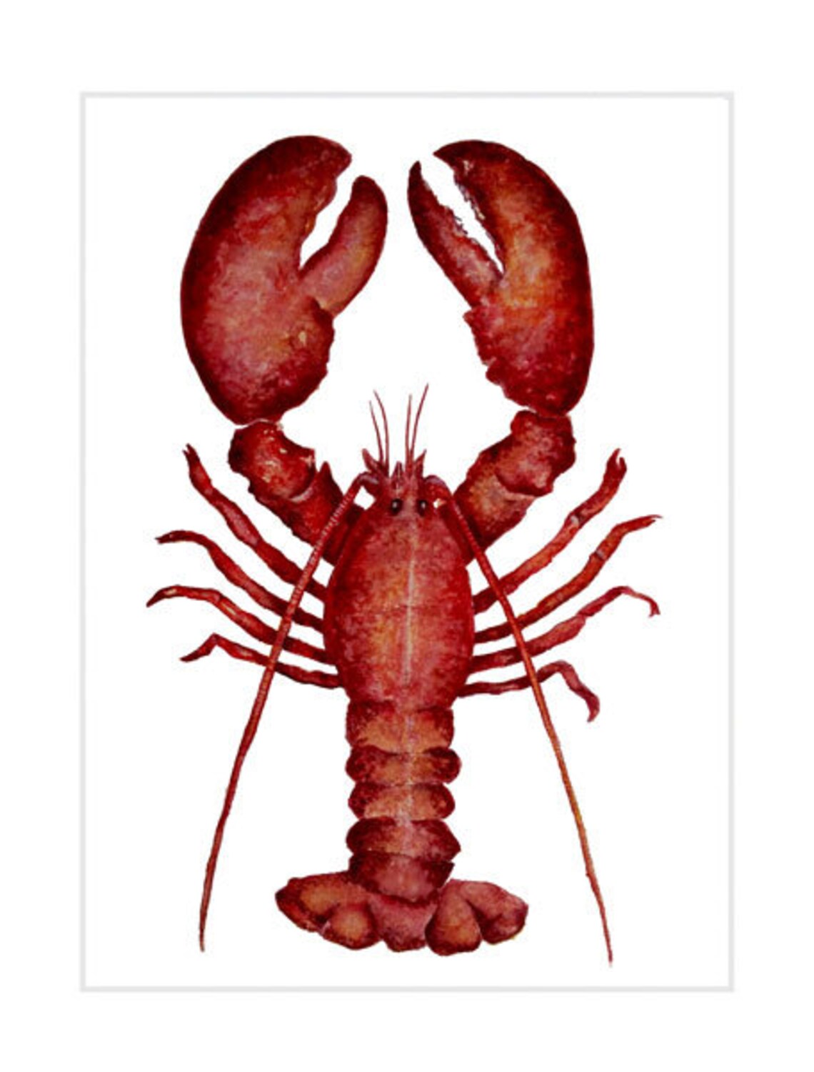 Lobster Art Print, Red Lobster Print, Maine Lobster Print - Etsy