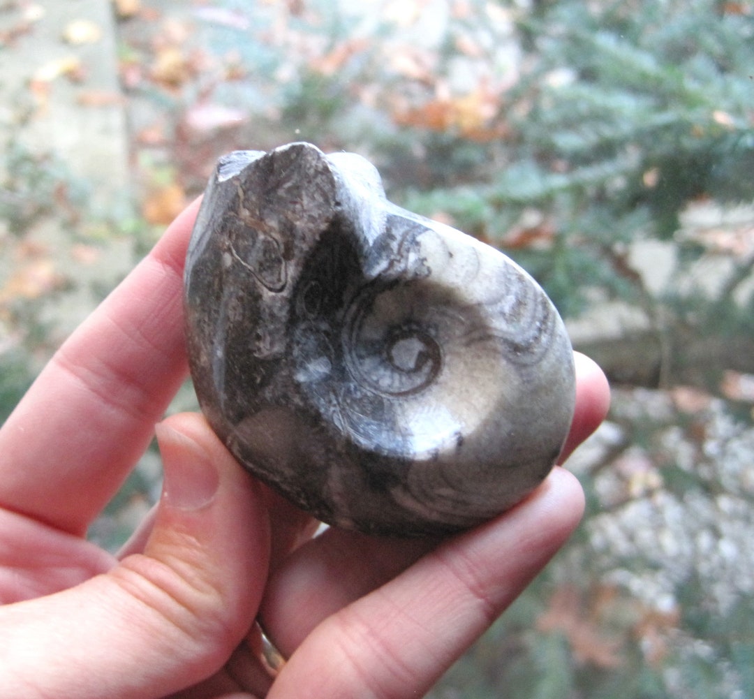 AMMONITE Fossil Polished SPIRAL Stone - Earth Healing, Stamina ...