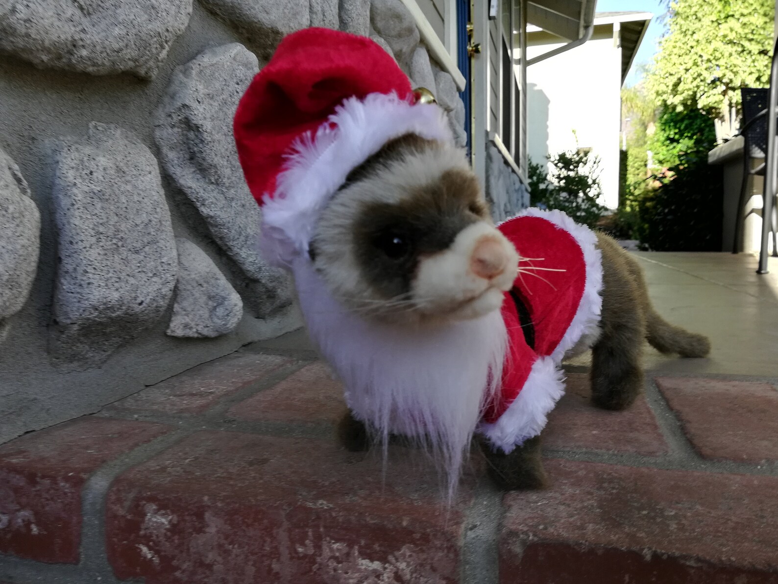 NEW Furever Ferrets SANTA Coat Beard & Hat by TKCCOZYPAWZ - Etsy