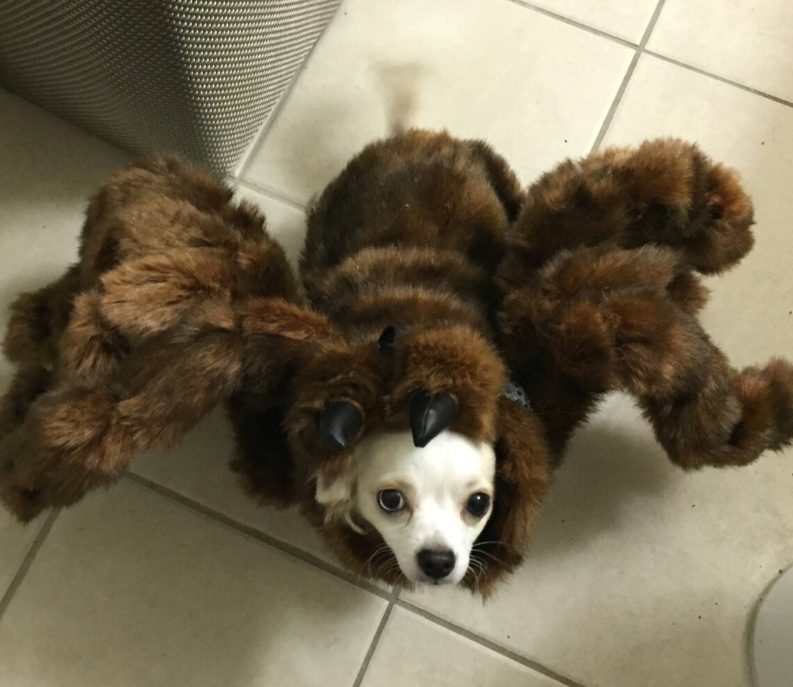 High Quality Small or Medium Tarantula Costume by Cozy Pawz (I Am Only ...