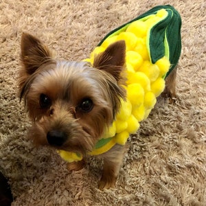 CORN DOGS or Kitty Corn!? Corn Coat for Cats & Dogs - Etsy