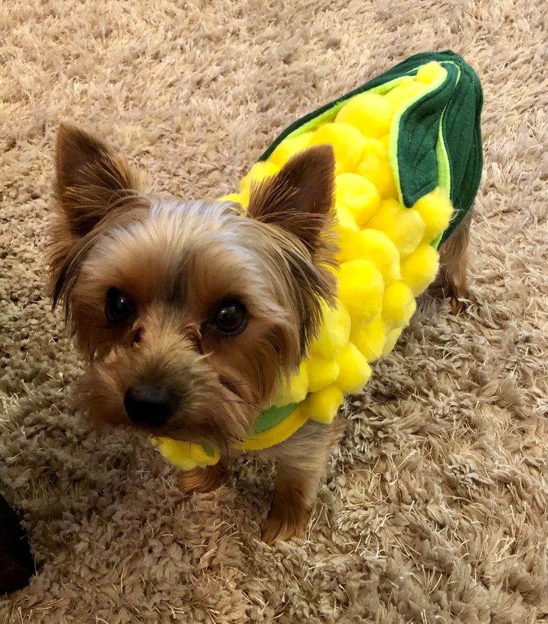 CORN DOGS or Kitty Corn Corn Coat for Cats & Dogs - Etsy