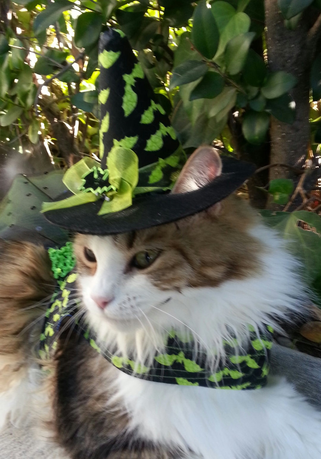 Cat witch Costume W/hat Green Bats - Etsy