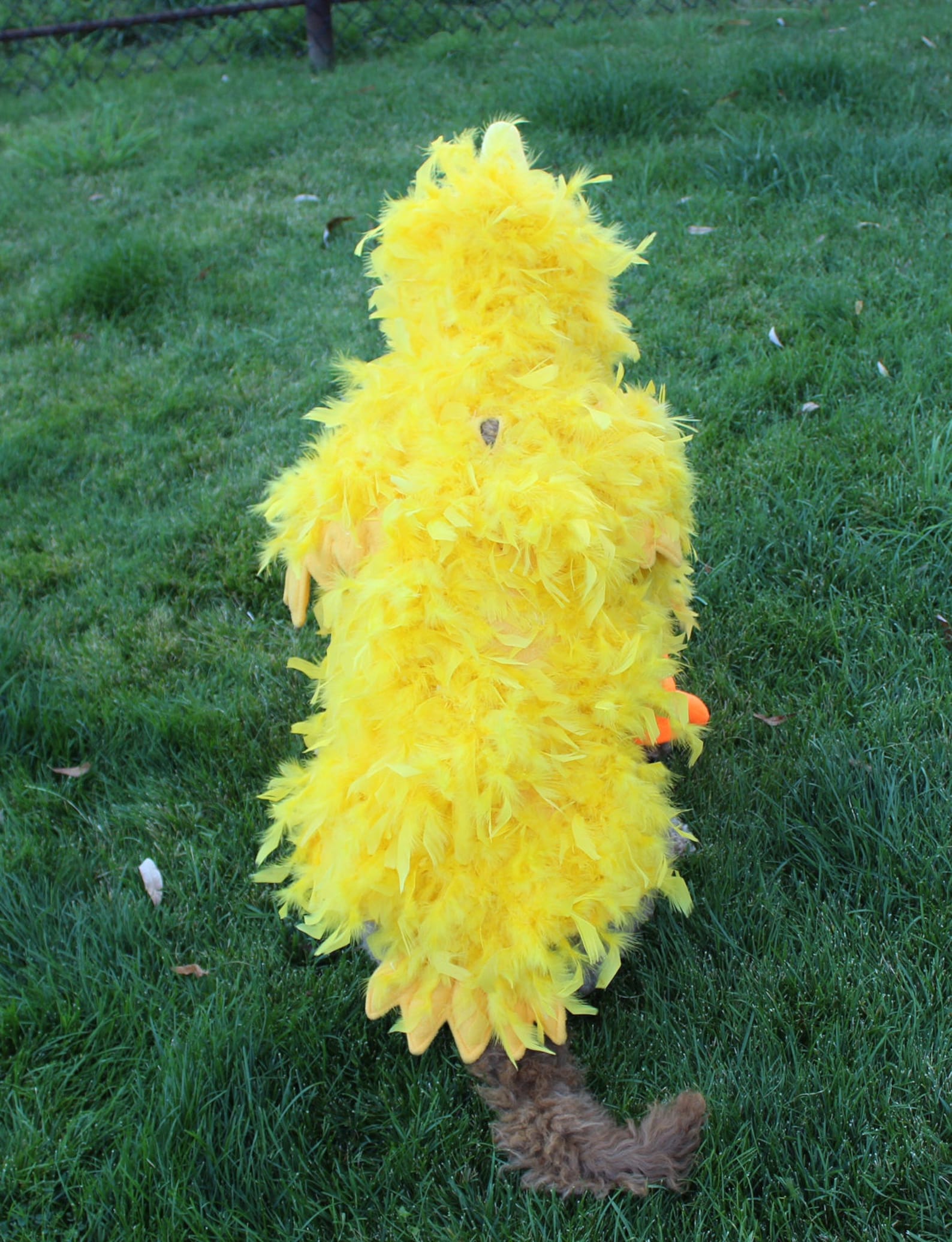 Larger Sizes/big Yellow Bird Costume for Dog by Cozy Pawz - Etsy