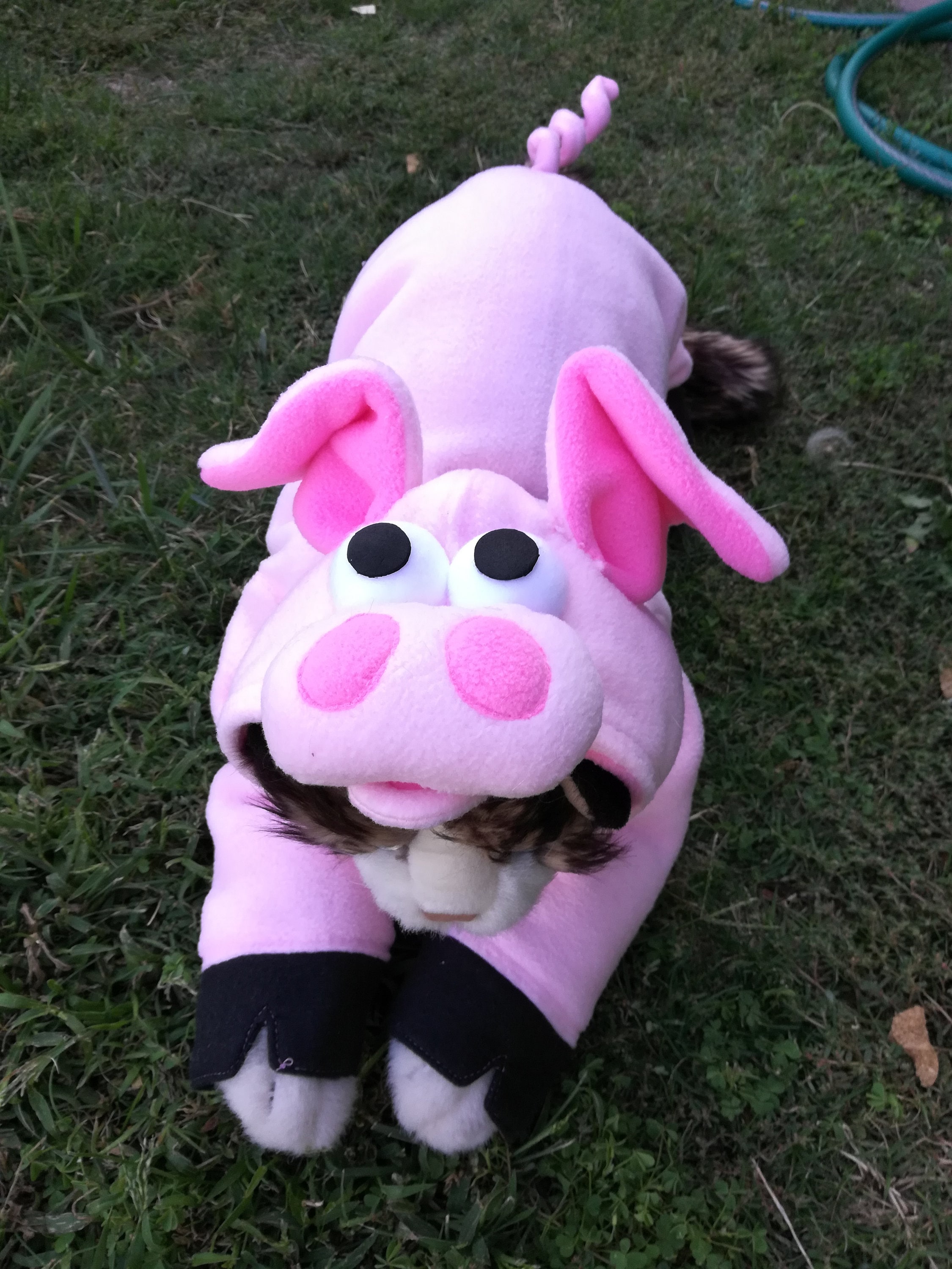 4 Legged "pink Piggy" Pajammies for Small Dogs and Cats by Cozy Pawz - Etsy