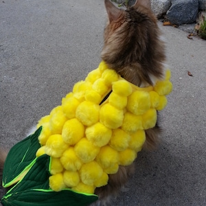 CORN DOGS or Kitty Corn!? Corn Coat for Cats & Dogs - Etsy