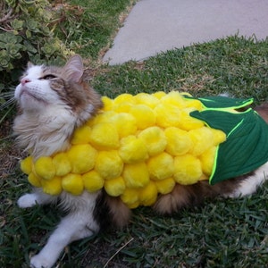 CORN DOGS or Kitty Corn!? Corn Coat for Cats & Dogs - Etsy