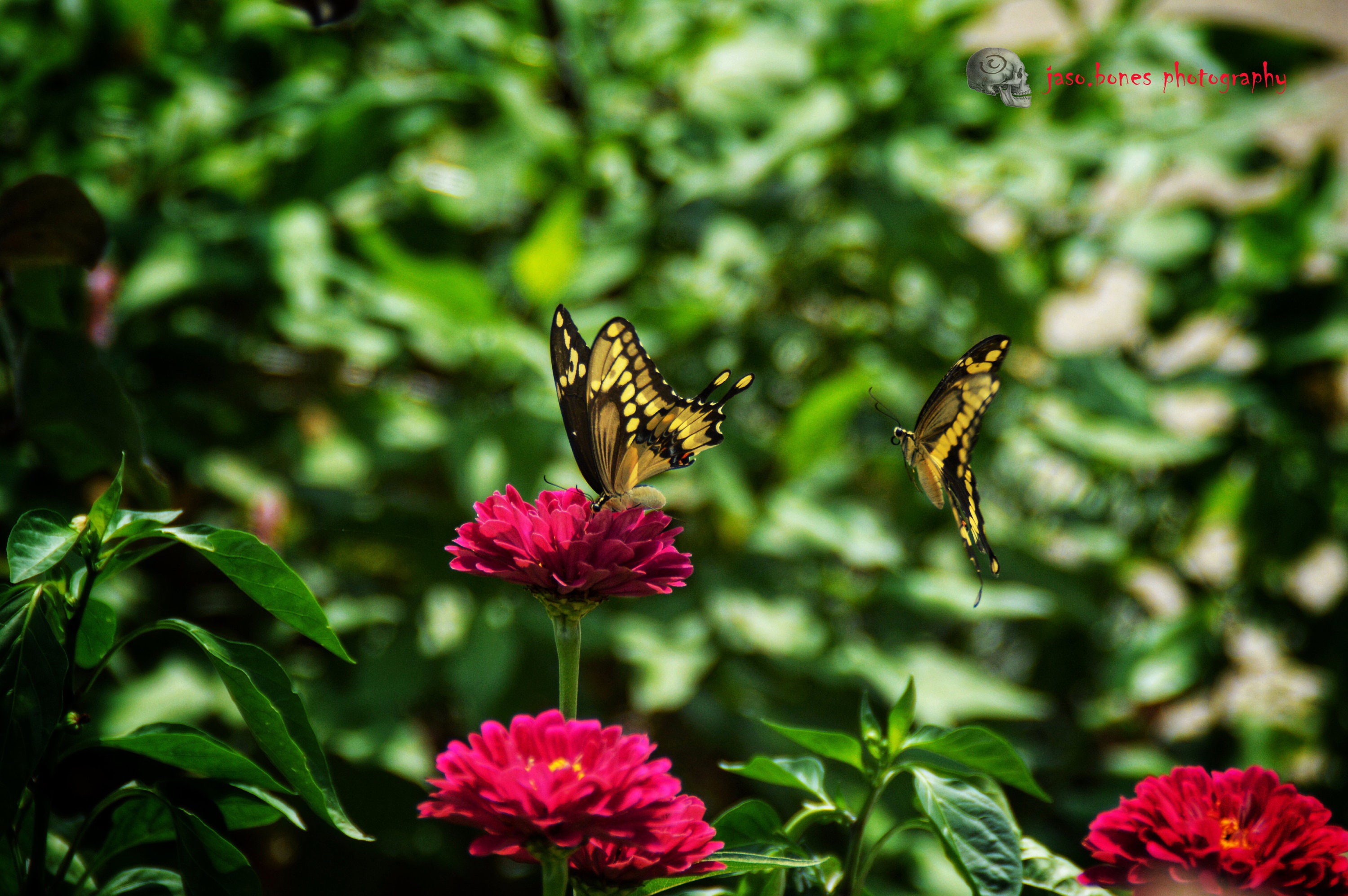 Butterflies in Summer Photo - Digital Photography - Digital Download ...