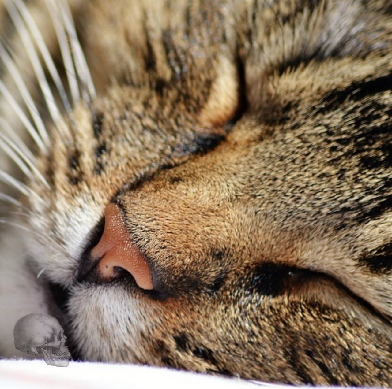 Sleeping Cat Photo - Digital Download - Digital Photography - Wall Art ...