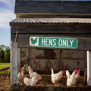Hens Only Chicken Coop Sign, Funny Chicken Coop Decor, Backyard Chicken ...
