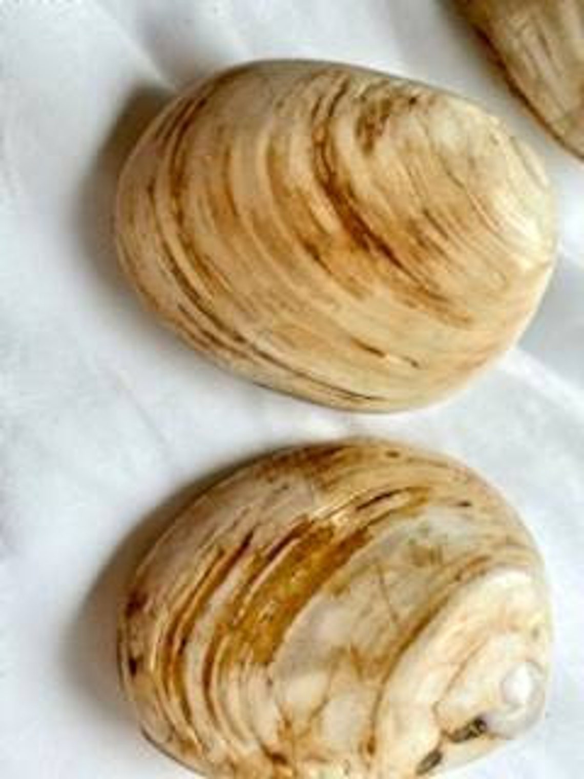 Fossil Clam Shells Fossilized Clams - Etsy