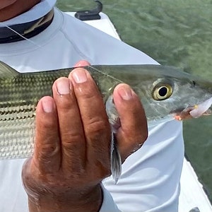 Ascension Bay Petersons Spawning Shrimp Size 4 or 6 (3 Flies) Bonefish ...