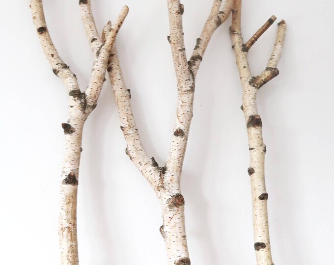 Set of 3 White Birch Branches 18", Dried Birch Branches, Natural Forest ...