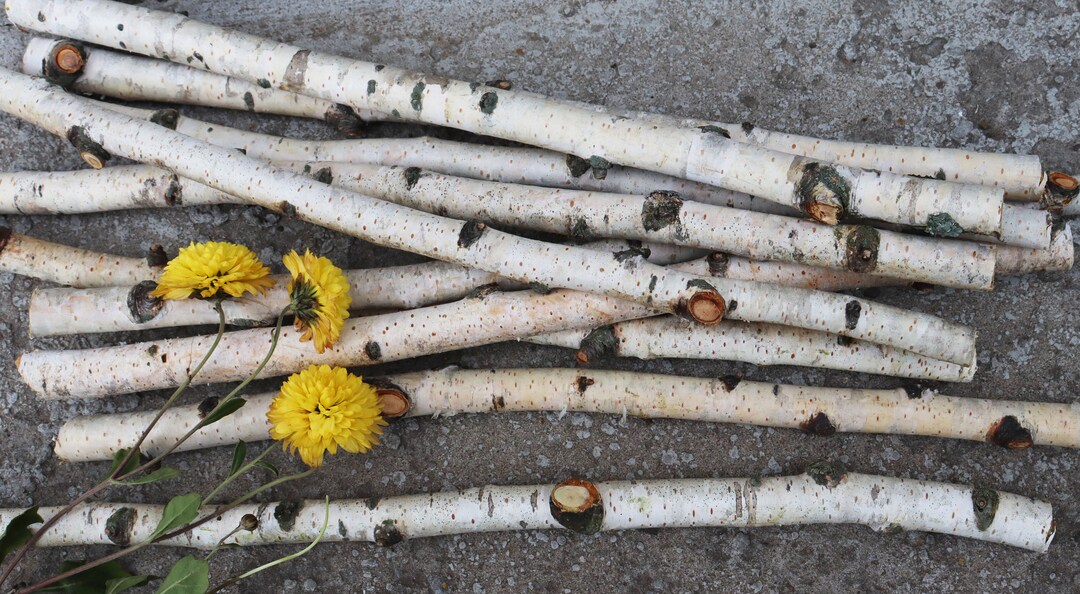 Set of 7 Small Birch Sticks 6.3, White Birch Branches, Natural Forest ...