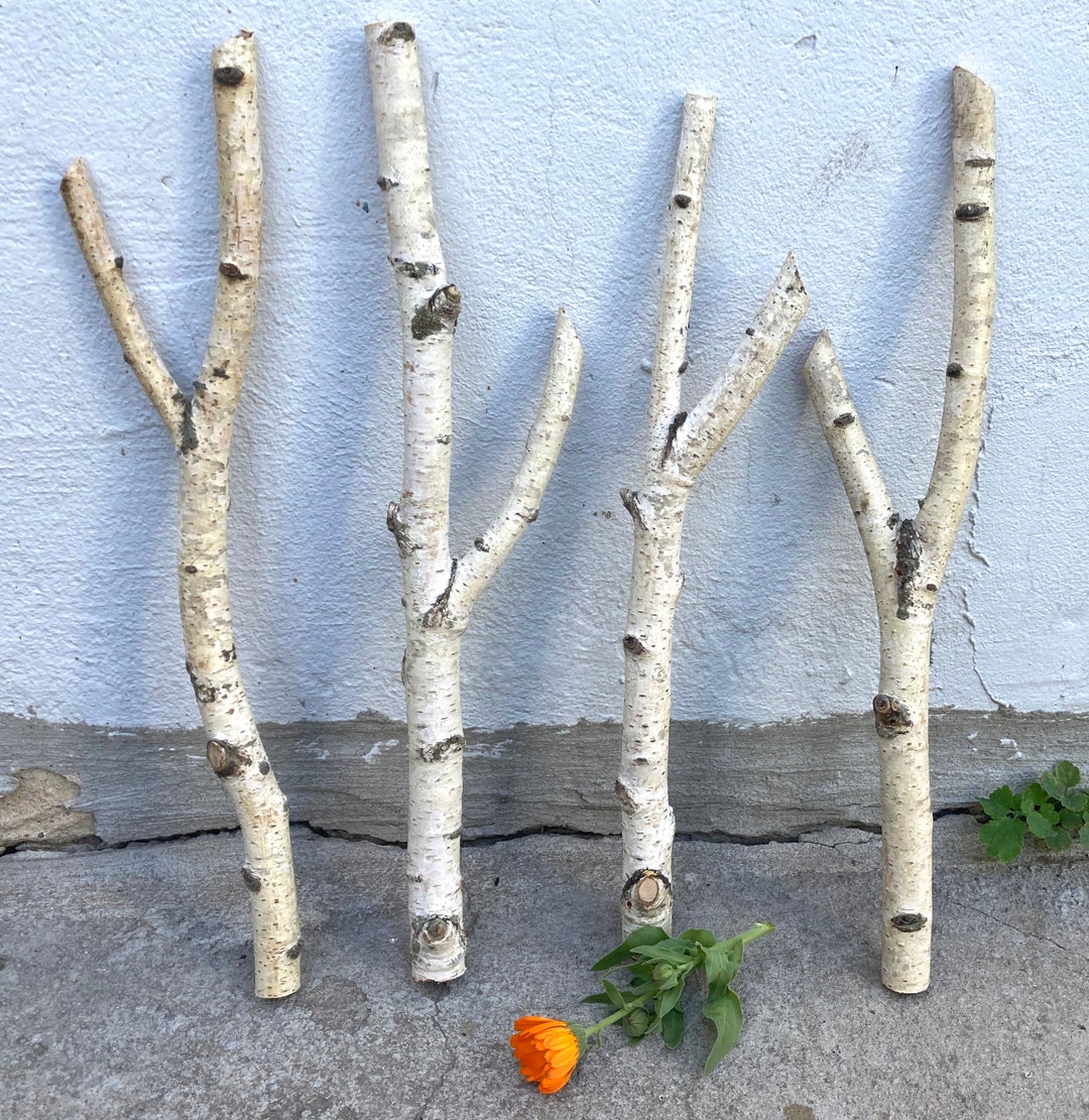 Set of 4 Birch Branches Real Forked Dried Birch Branches - Etsy