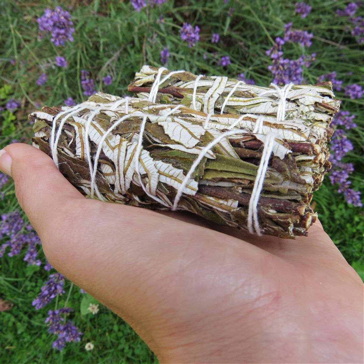 Yerba Santa Smudge Stick 4 Holy Herb Natural Incense - Etsy