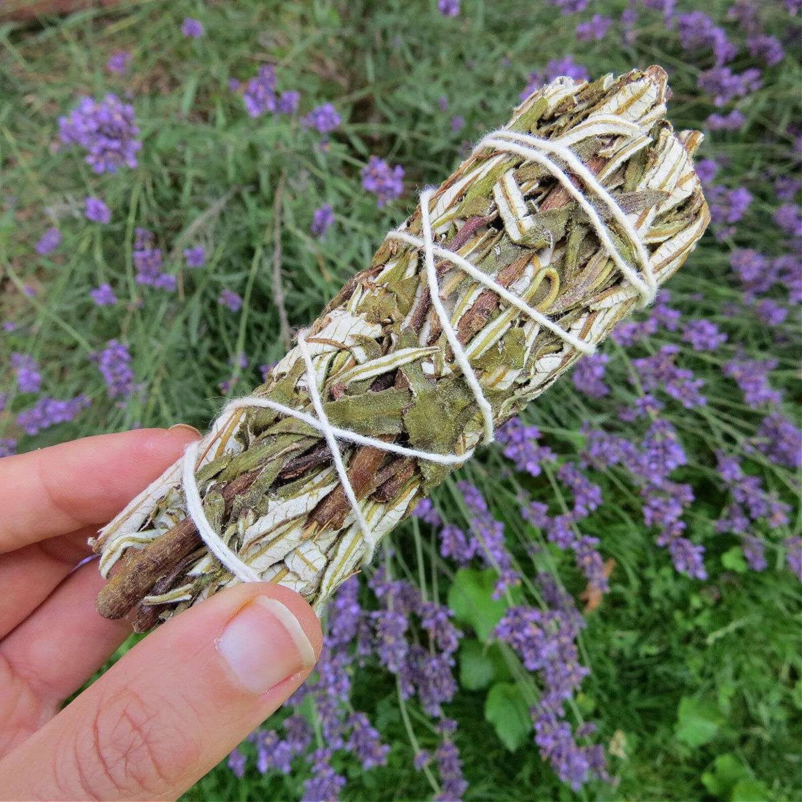Yerba Santa Smudge Stick 4 Holy Herb Natural Incense - Etsy