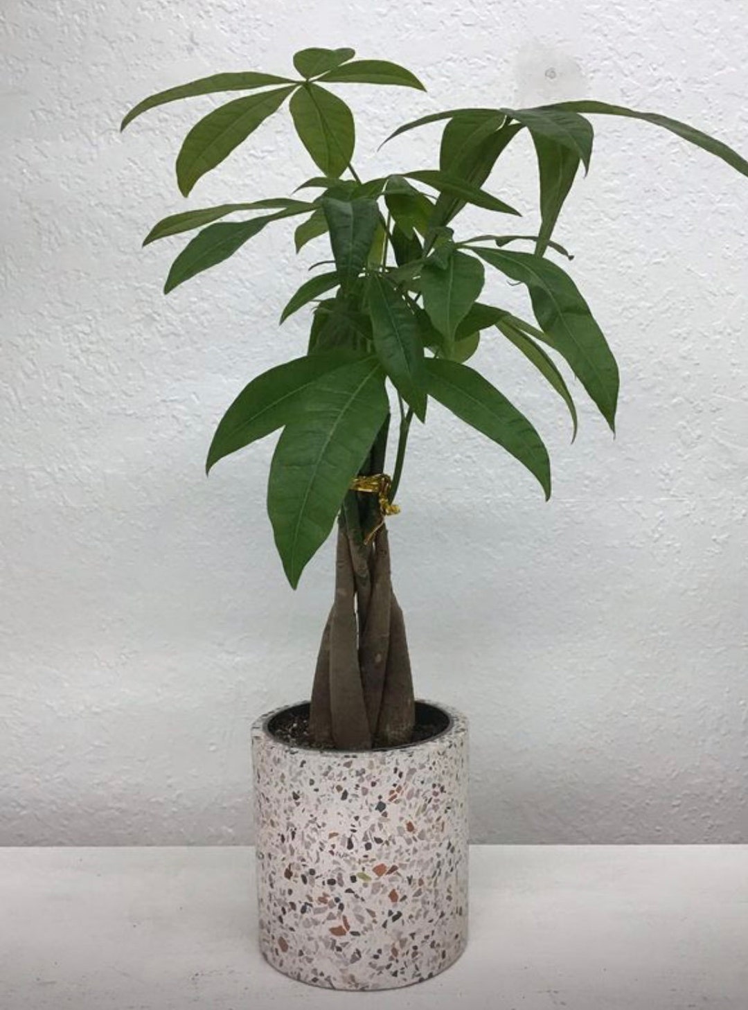 Pachira Money Tree - Etsy