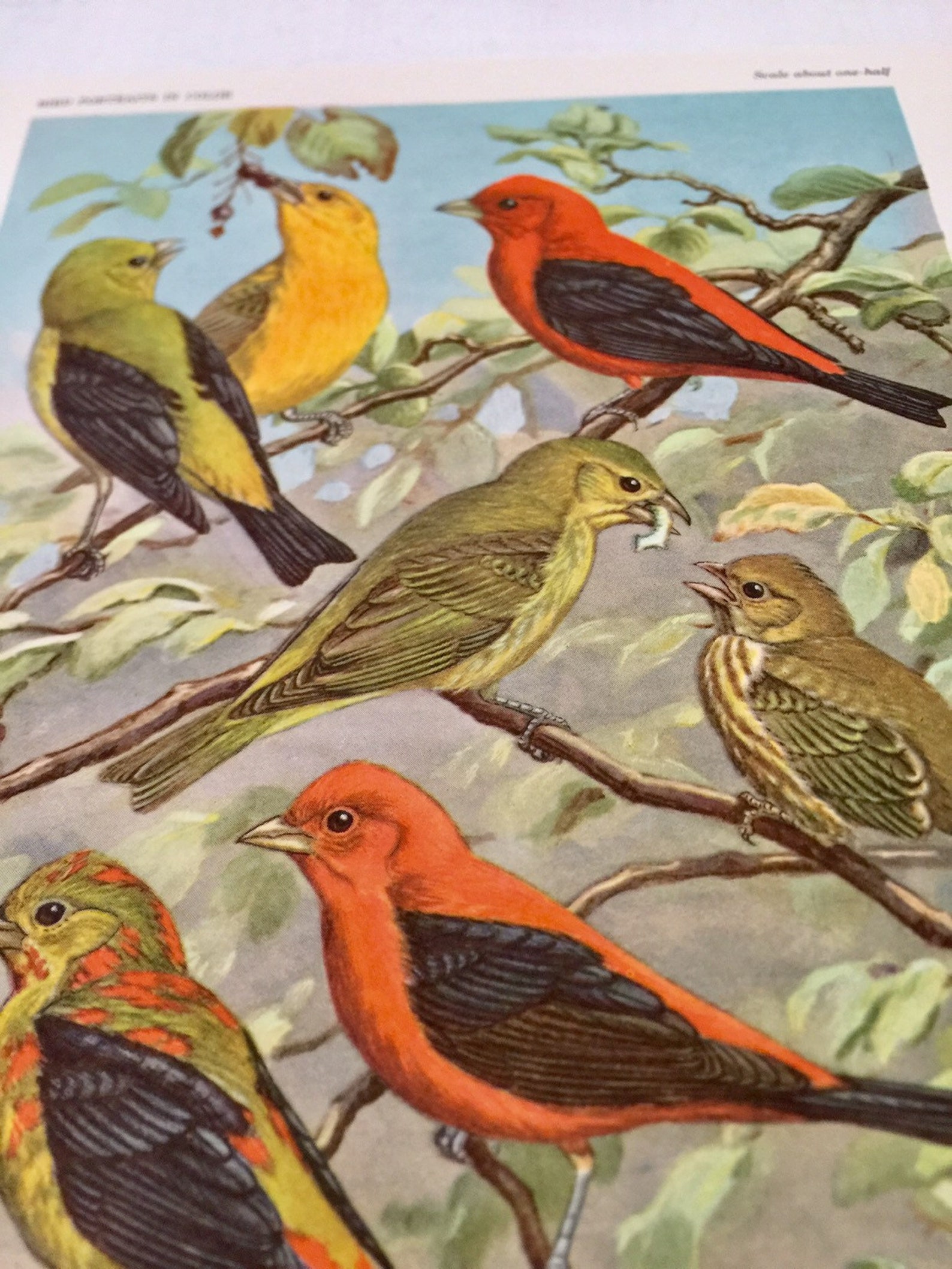 Walter Weber Bird Print Scarlet Tanager Birds Vintage Prints - Etsy