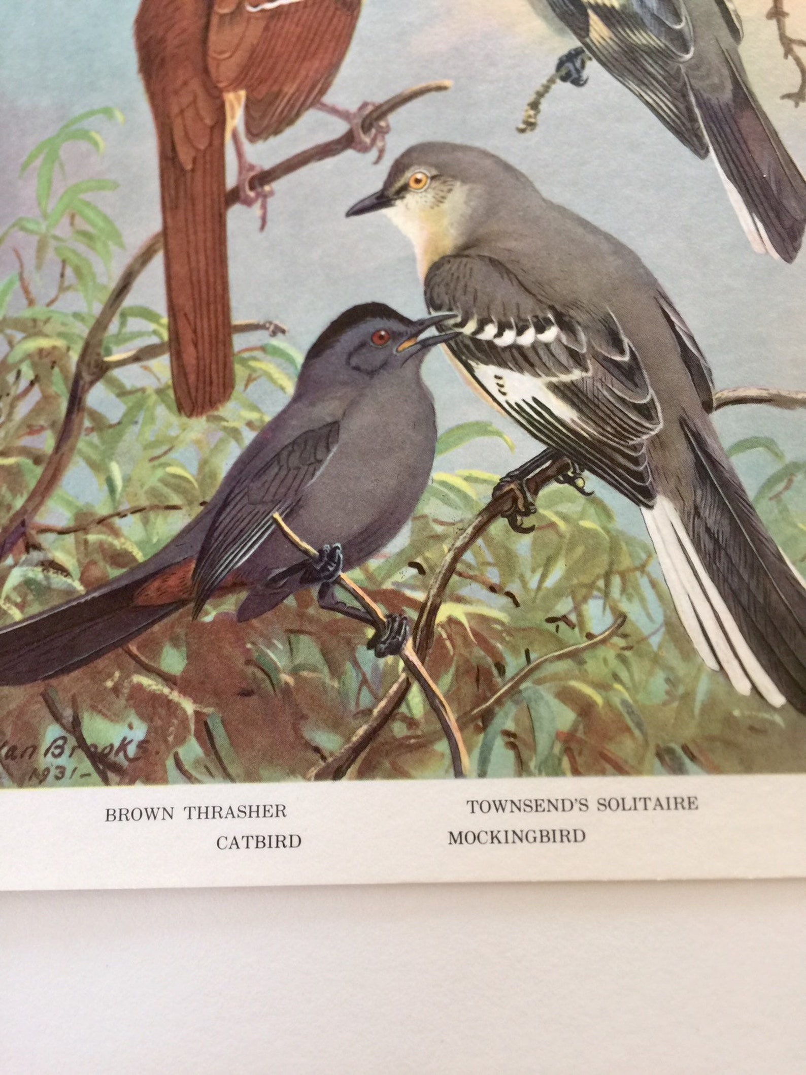 Allan Brooks Bird Prints Mockingbird Thrasher Catbird Vintage - Etsy UK