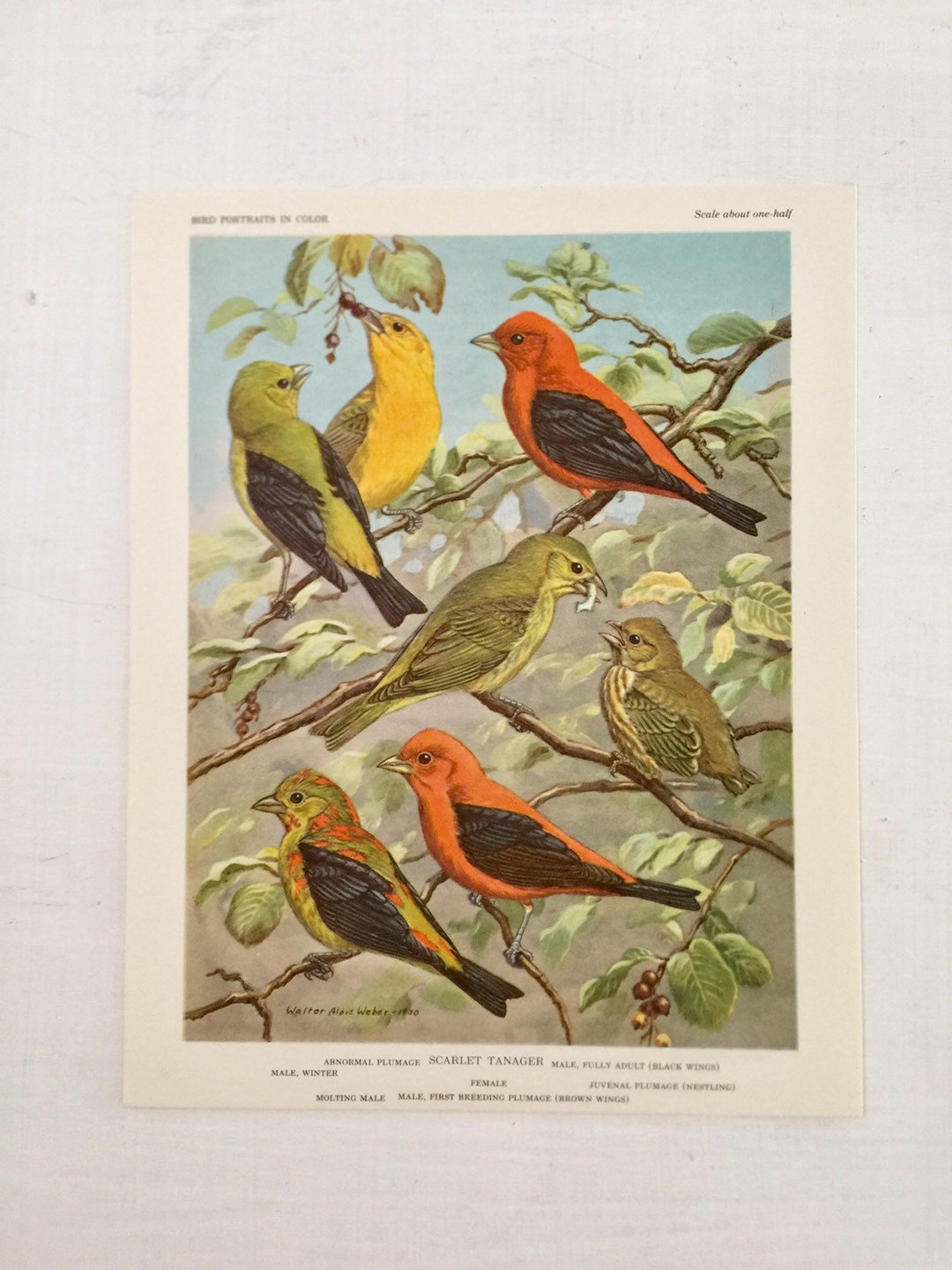 Walter Weber Bird Print, Scarlet Tanager Birds Vintage Prints 1960 - Etsy