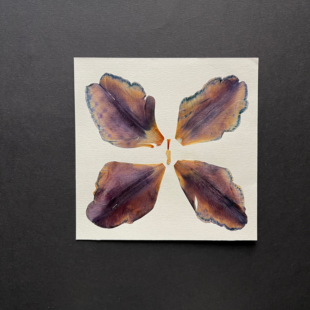Botanical Artwork Hand Pressed Flowers Tulip Collection Pressed Tulip ...