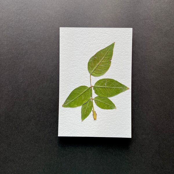 Pressed Leaves - Etsy