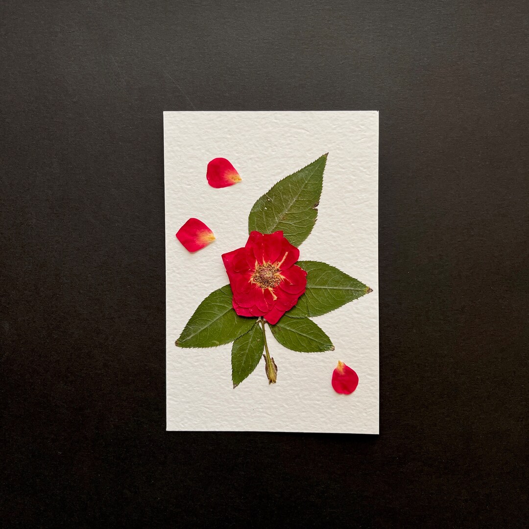 Botanical Artwork Hand Pressed Rose Pressed Flower Pressed Red Rose and ...