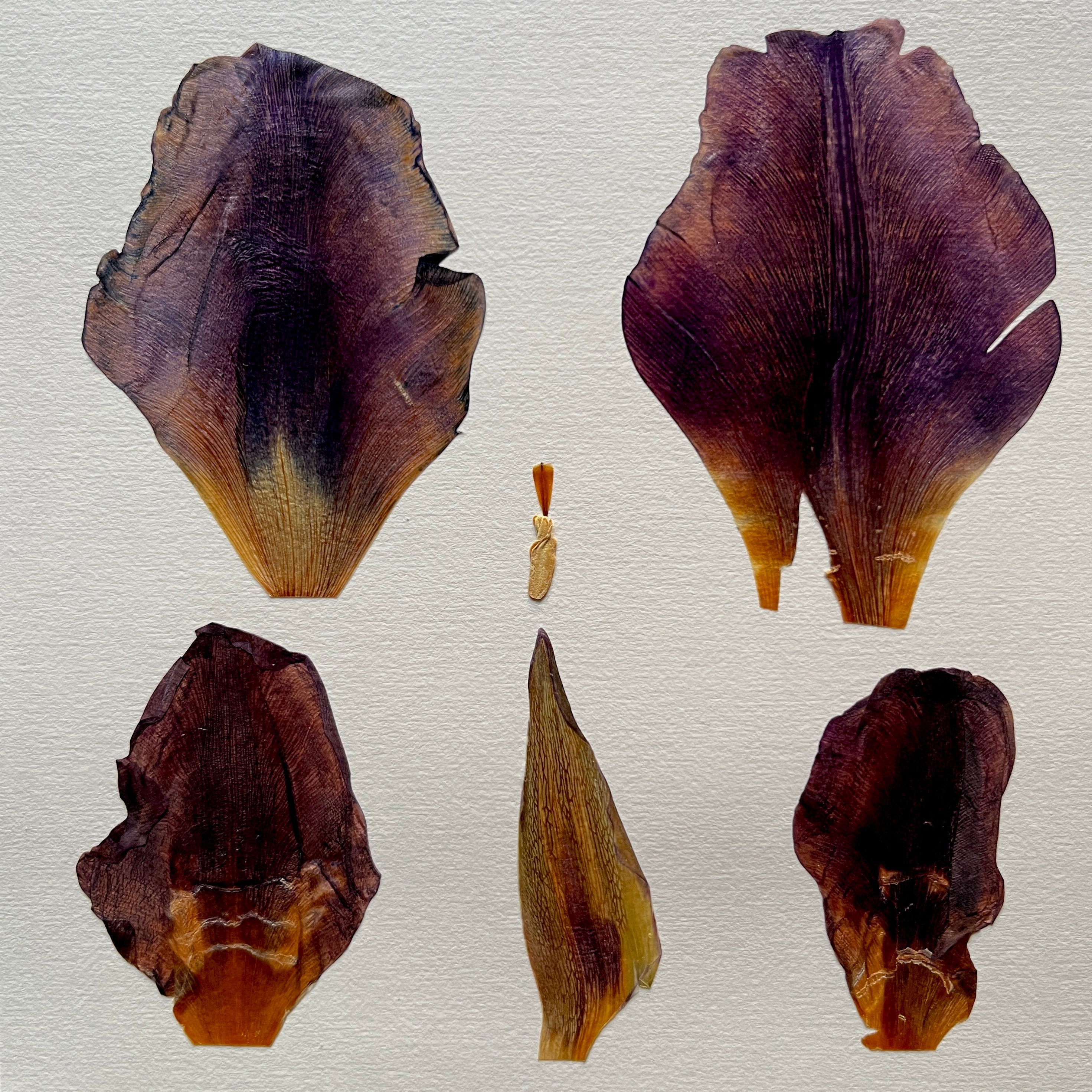 Botanical Artwork Hand Pressed Flowers Tulip Collection Pressed Tulip ...