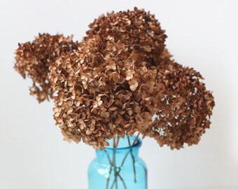 Dried hydrangeas | Etsy