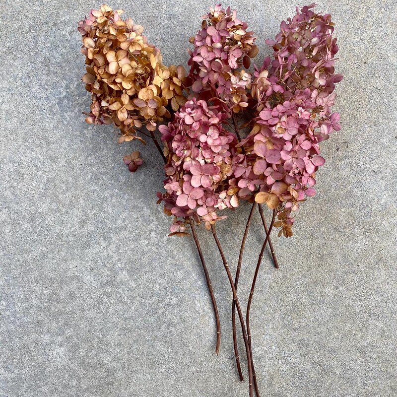 Dried Hydrangea - Etsy