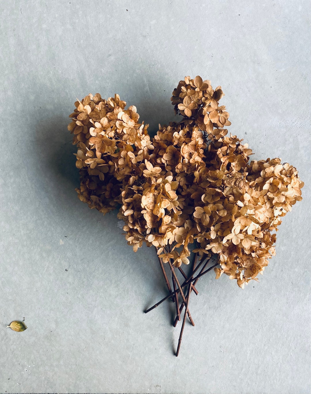 Brown Dried Hydrangeas cone Shape, 5 Stems - Etsy
