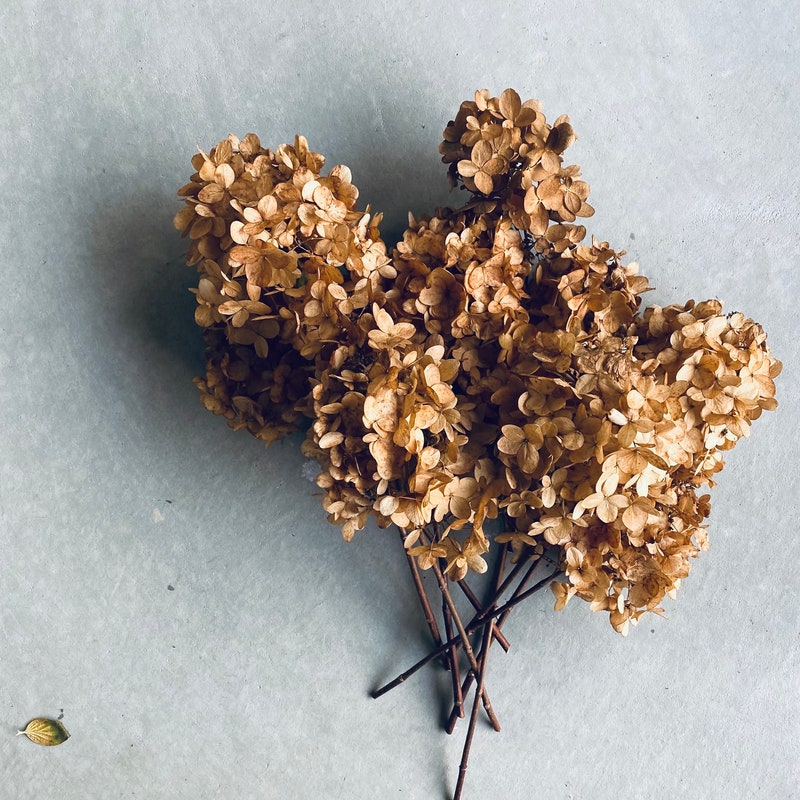 Dried Hydrangeas - Etsy