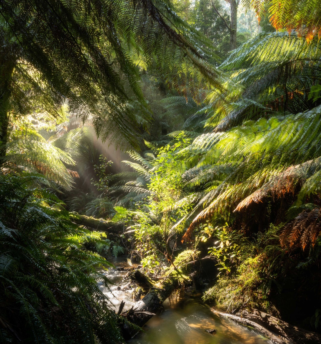 Rainforest Light - Etsy