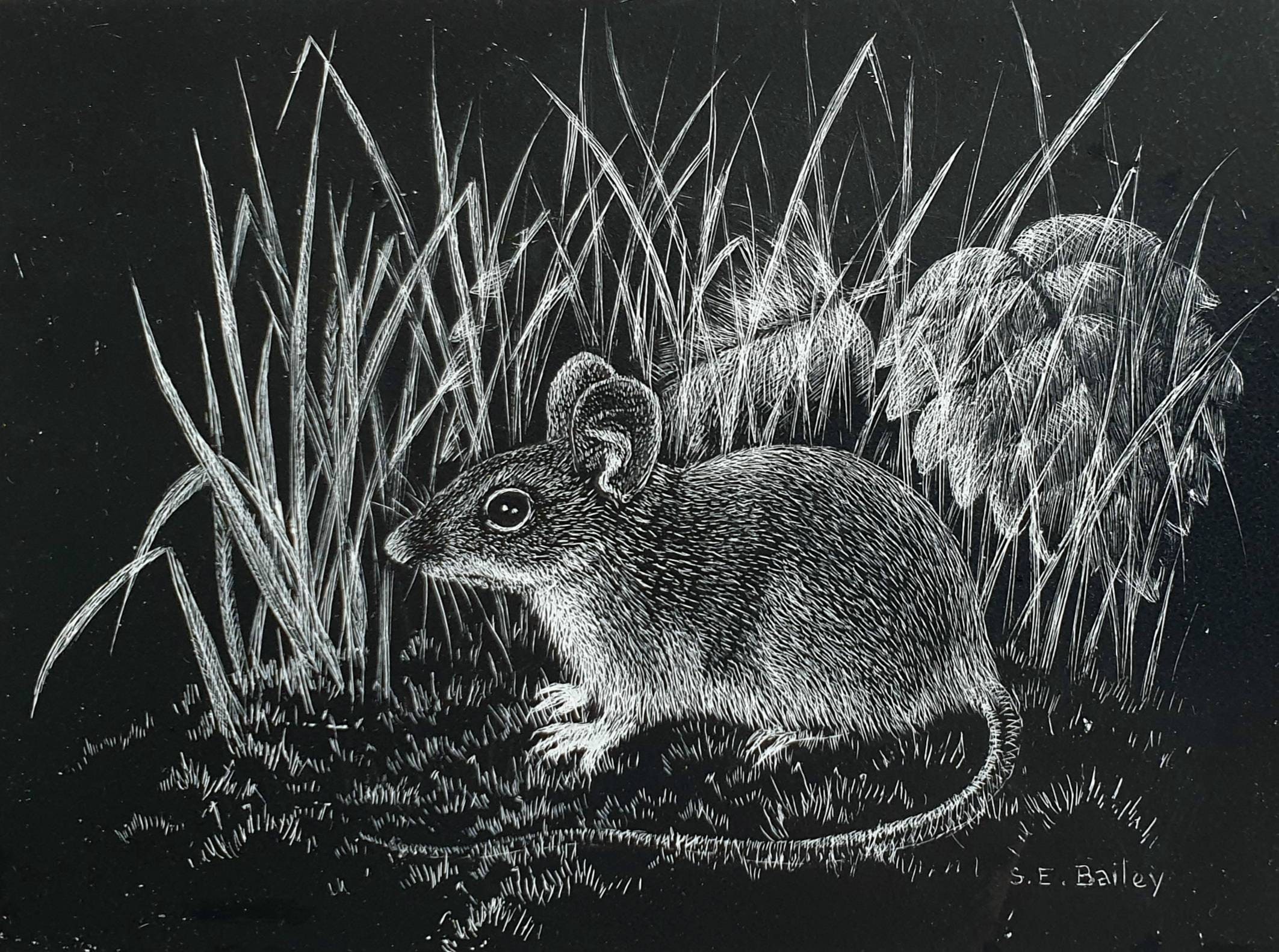Field Mouse Drawing