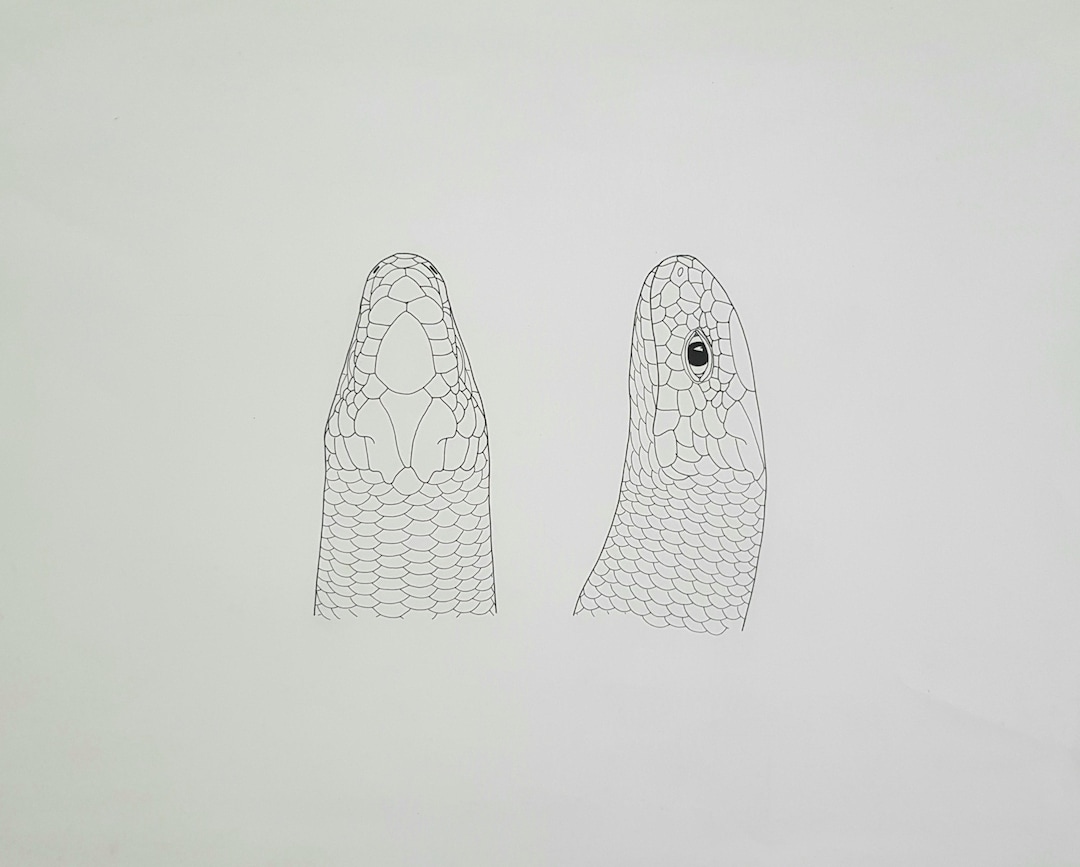 Snake Original Ink Drawings, Snake Illustrations, Reptile Original Pen ...