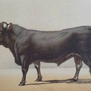 Victor Borie 1818-1880 Animaux De La Ferme, Farm Animals Bovine Species ...