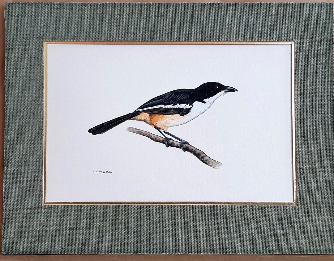 Bou Bou Shrike Watercolour Painting: South African Bird Art - Etsy