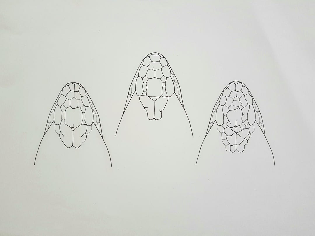 Snake Original Ink Drawings, Snake Illustrations, Reptile Original Pen ...