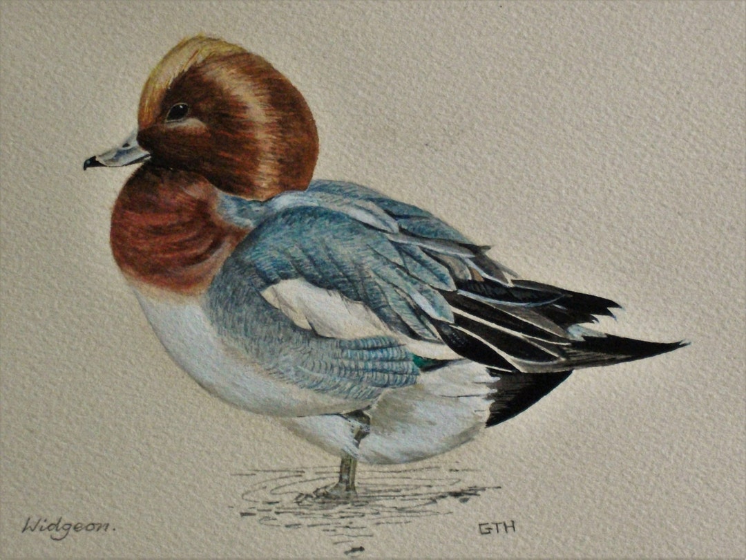 Wigeon Duck Original Watercolour on Board Signed by the Artist G. T. H ...
