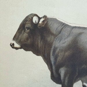 Victor Borie 1818-1880 Animaux De La Ferme, Farm Animals Bovine Species ...