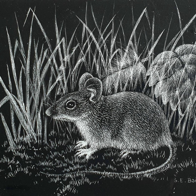 Scratchboard Art - Etsy