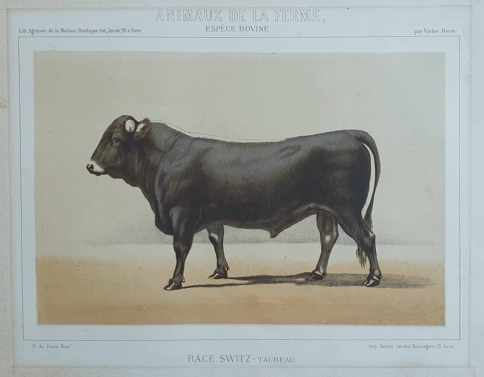 Victor Borie 1818-1880 Animaux De La Ferme, Farm Animals Bovine Species ...