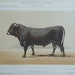 Victor Borie 1818-1880 Animaux De La Ferme, Farm Animals Bovine Species ...