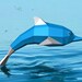 DIY Papercraft Dolphin, Dolphin Png, Paper Koi Fish Toys, Dolphin ...